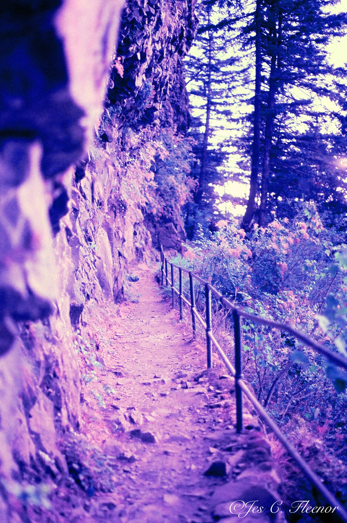 Purple Pathway - Standard or Fine Art Photo Print - Etsy