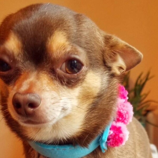 GrahamAndCookies - Etsy