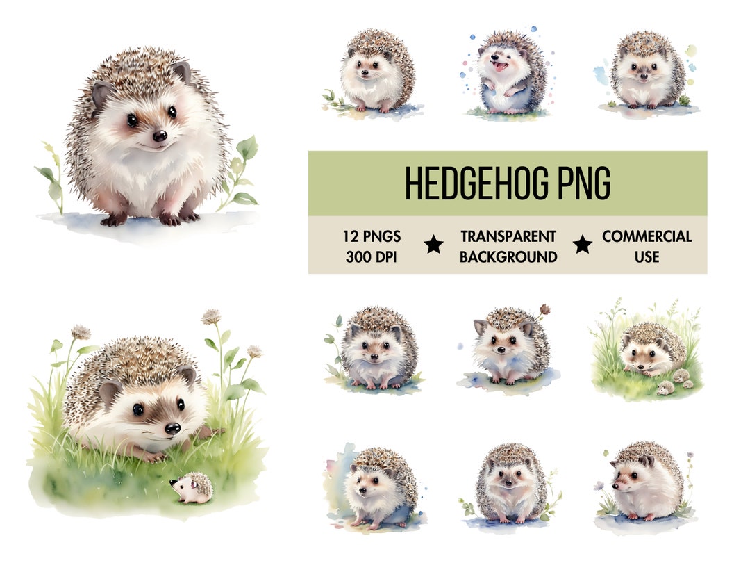 Happy Hedgehog Watercolor Clipart Bundle 12 Transparent PNG - Etsy