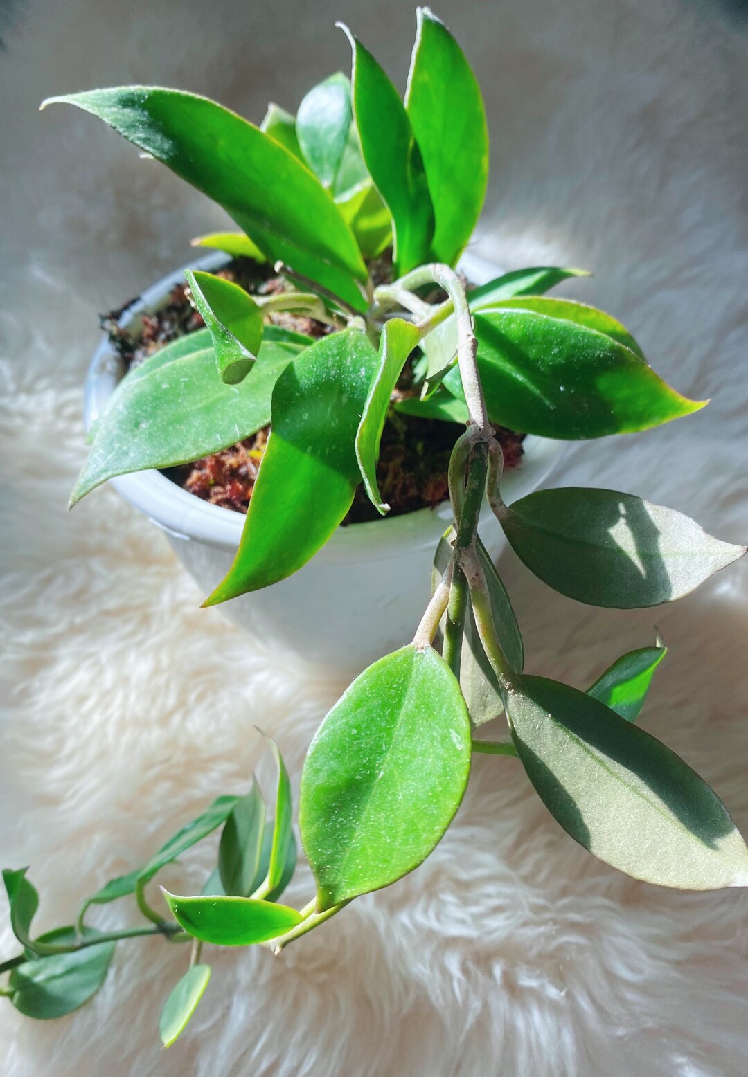 Hoya Sunrise Splash Hoya Sunrise Hoya Rare Hoyas Hoya - Etsy