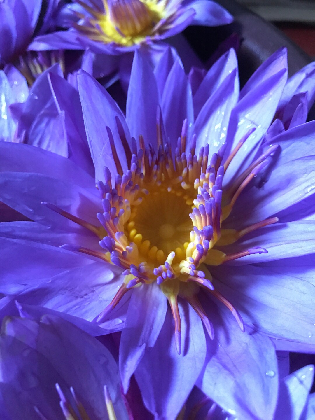 Dried Blue Lotus Whole Flower 100% Organic Best for Tea - Lucid Dream ...