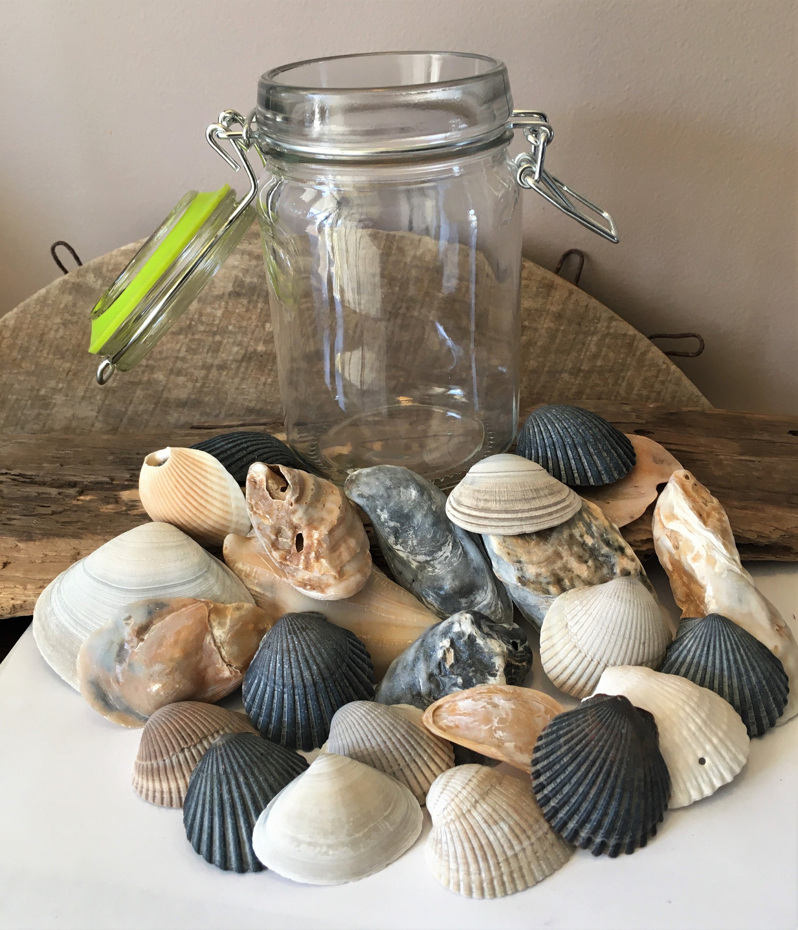Sea Shells in a Jar Jar of Sea Shells Shells From the - Etsy