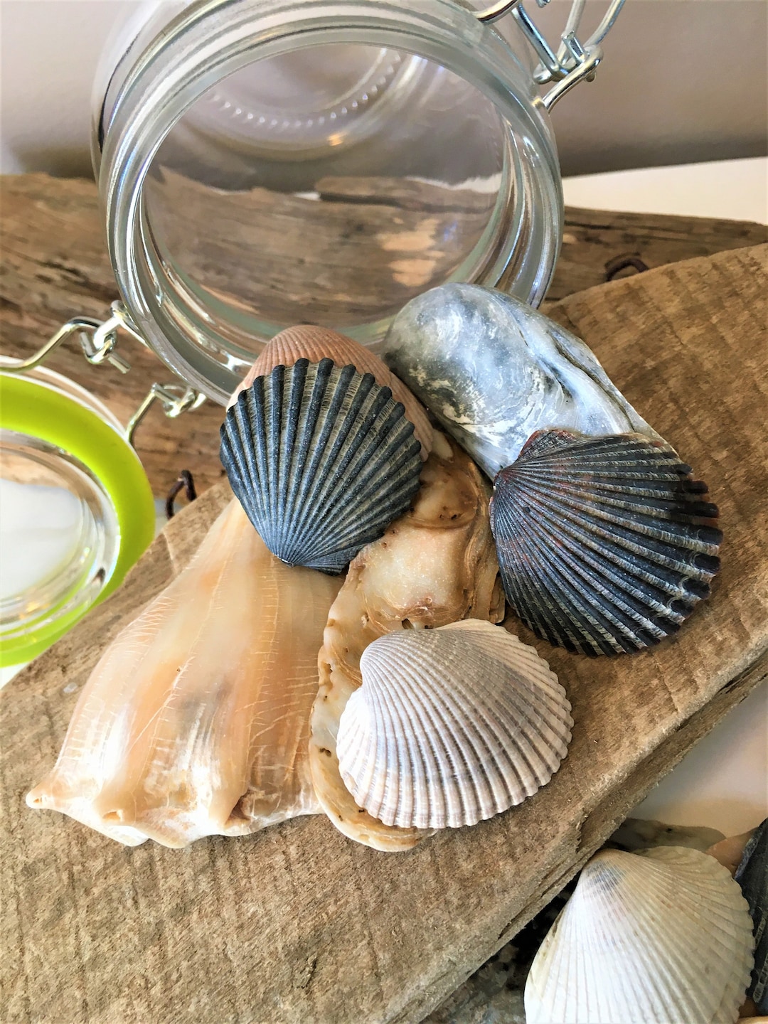 Sea Shells in a Jar; Jar of Sea Shells; Shells From the Atlantic Ocean ...