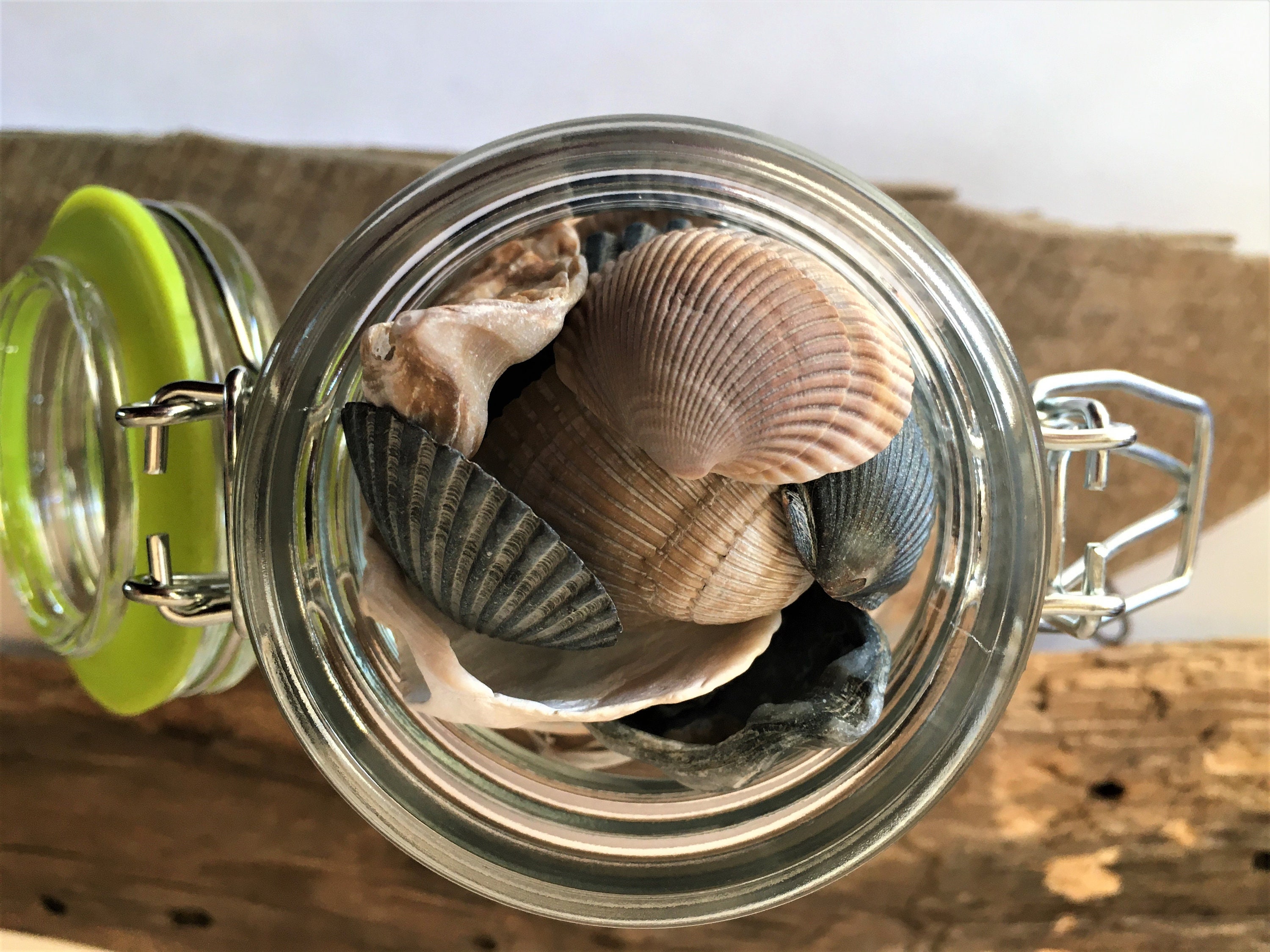 Sea Shells in a Jar Jar of Sea Shells Shells From the - Etsy