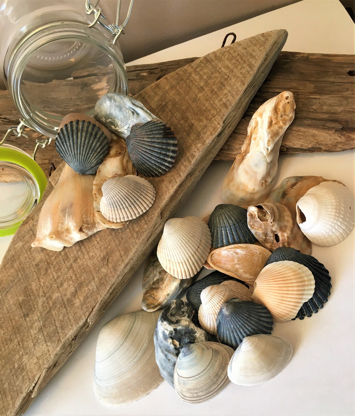 Sea Shells in a Jar Jar of Sea Shells Shells From the - Etsy