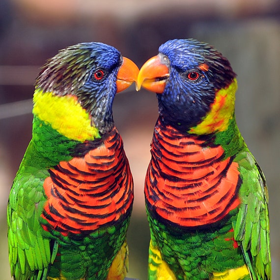 DIGITAL IMAGE: Lovebirds Australian Parrot Bird Photography - Etsy