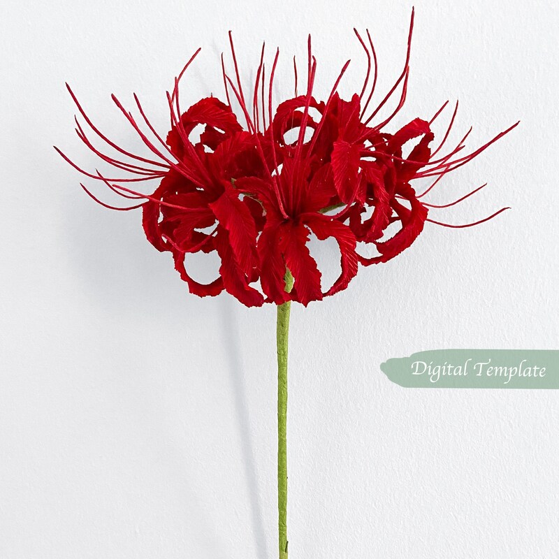 Spider Lily - Etsy
