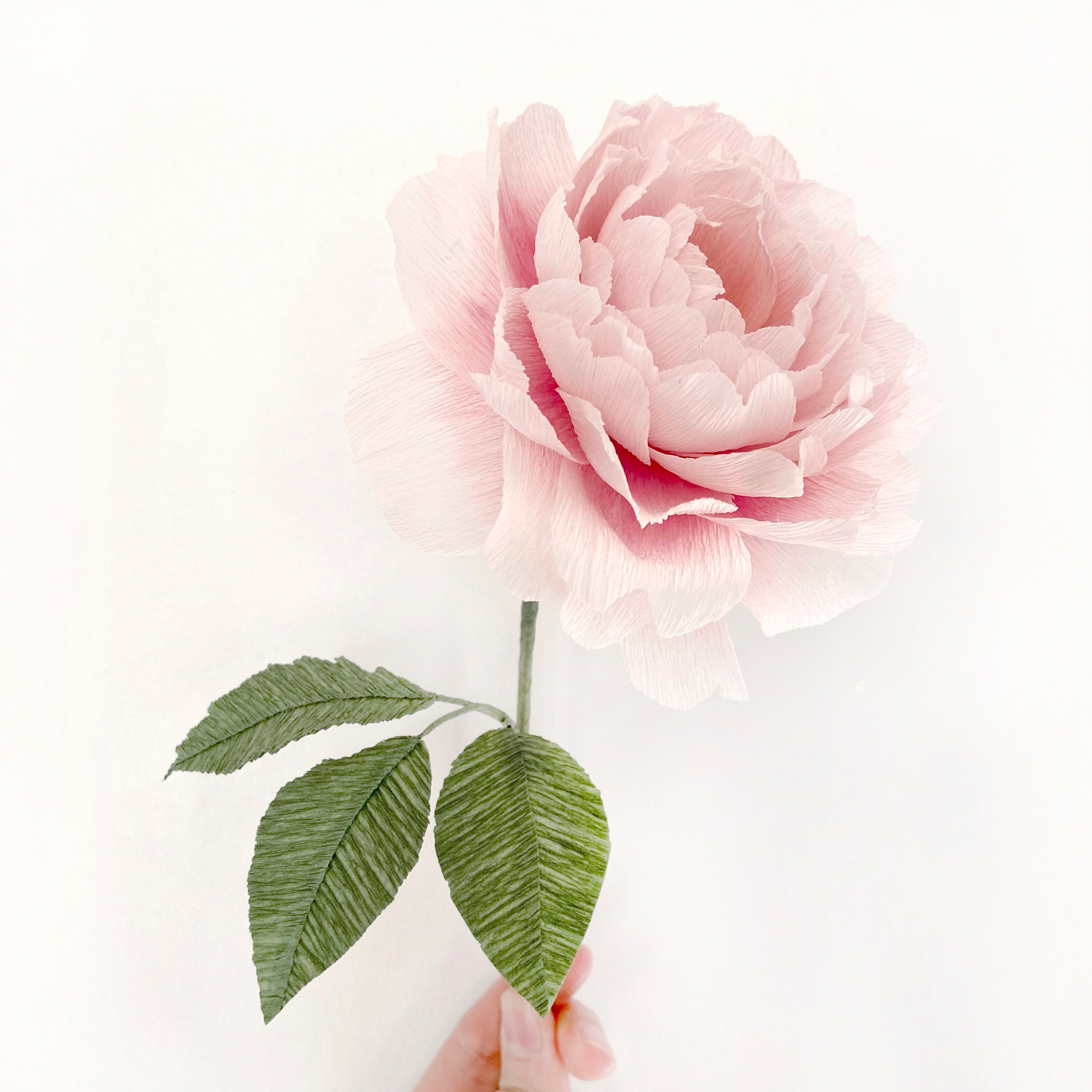 DIY KIT - Handmade Crepe Paper English Rose - Scepter'd Isle Flower's ...
