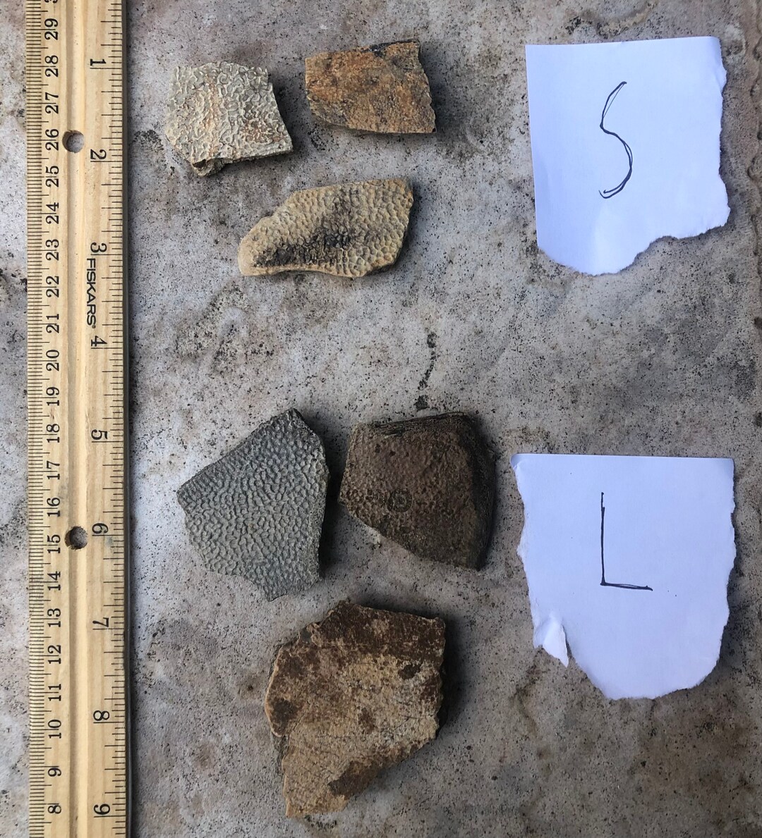 Fossil Turtle Shell - Dinosaur-age Hell Creek Formation Real Fossils - Etsy