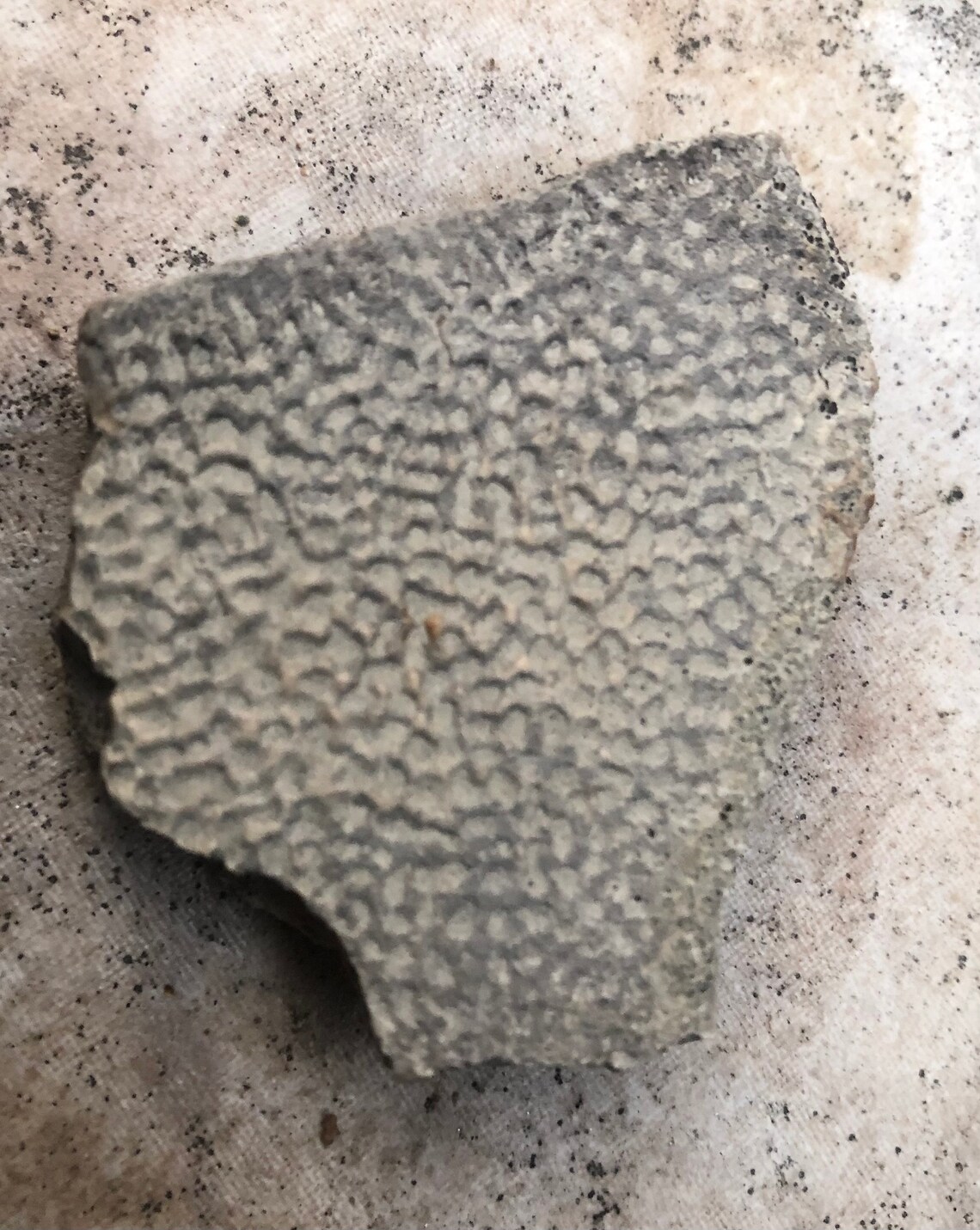 Fossil Turtle Shell Dinosaur-age Hell Creek Formation Real - Etsy