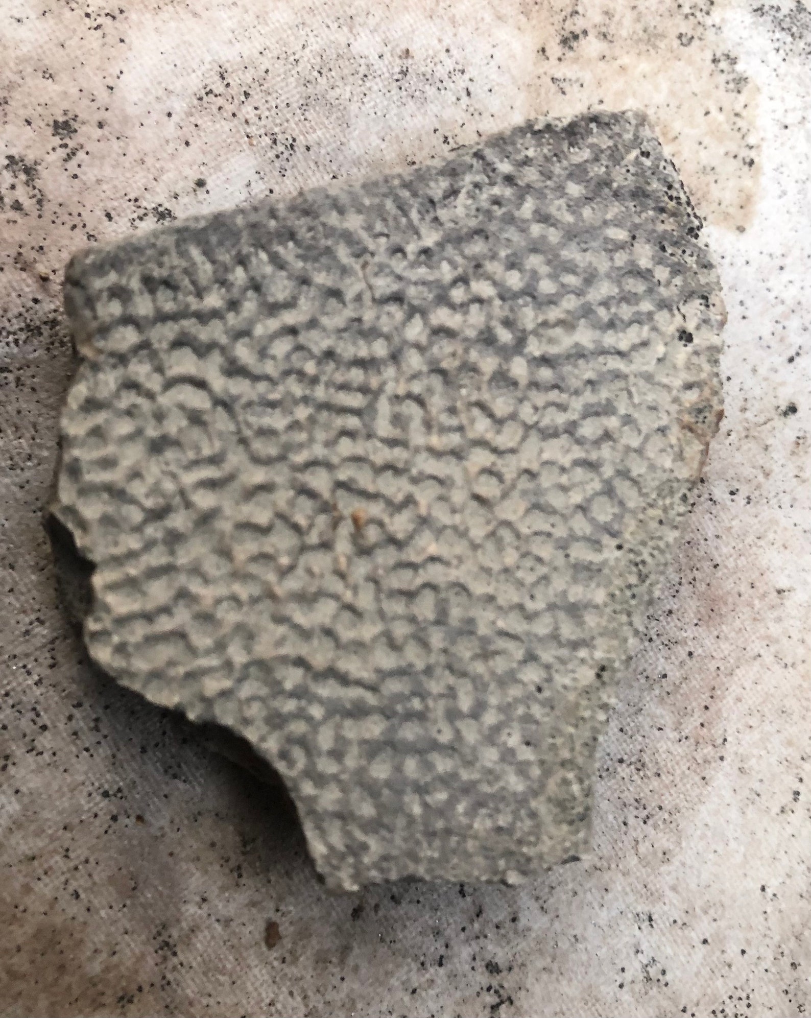 Fossil Turtle Shell - Dinosaur-age Hell Creek Formation Real Fossils - Etsy