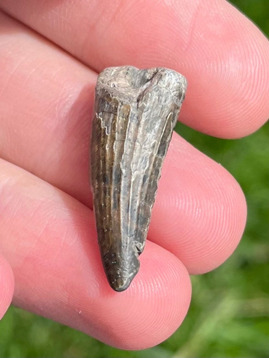 1.1 Suchomimus Tooth Elrhaz Formation Fossil Spinosaurid Dinosaur Tooth ...