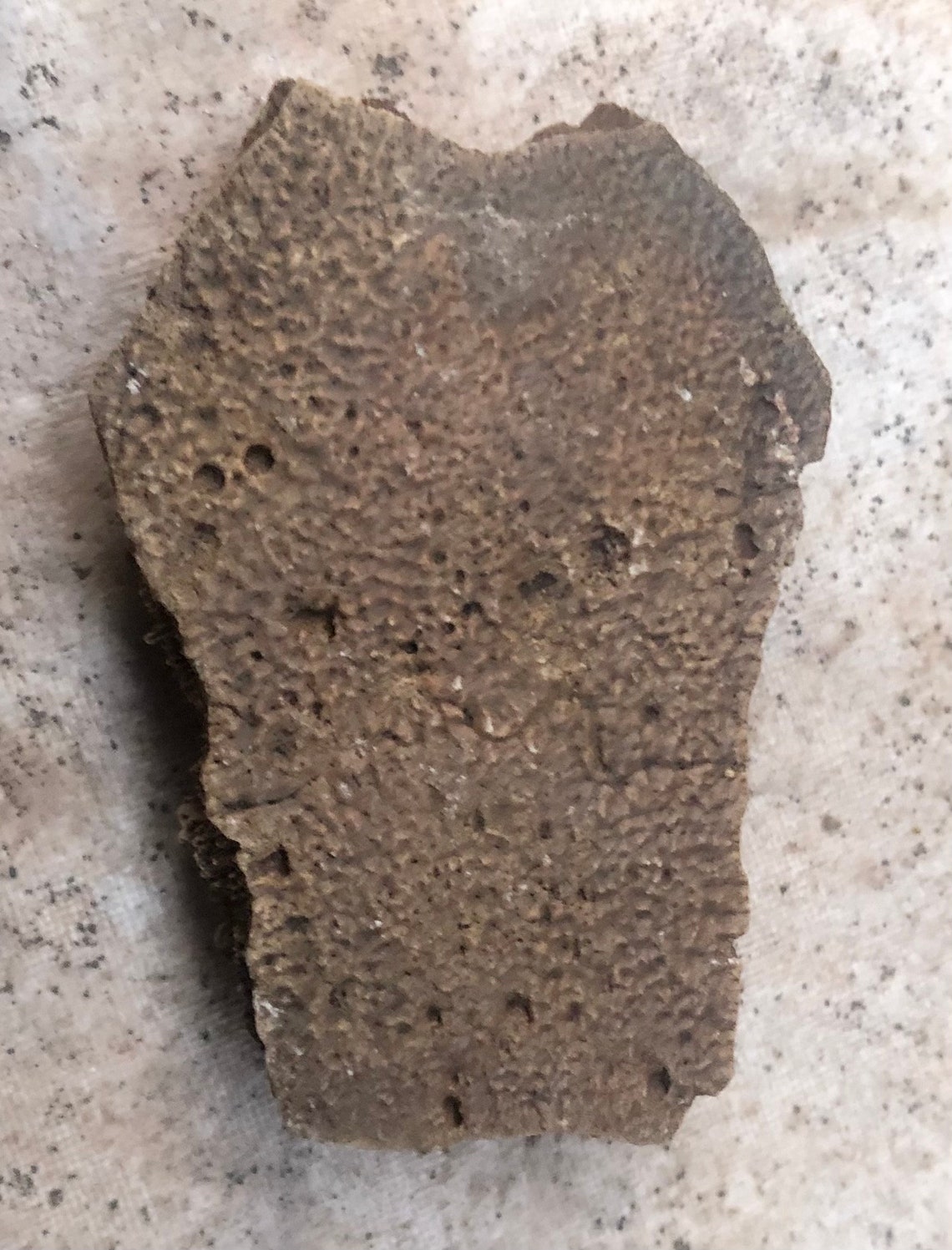 Fossil Turtle Shell - Dinosaur-age Hell Creek Formation Real Fossils - Etsy