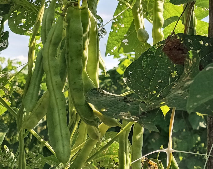 Josephine Jackson Half-runner Bean (30 Seeds) - Etsy