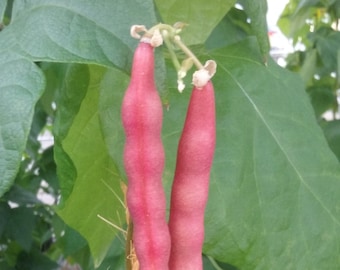 Blue-tip Half-runner Heirloom Bean Seeds 30 Seeds - Etsy
