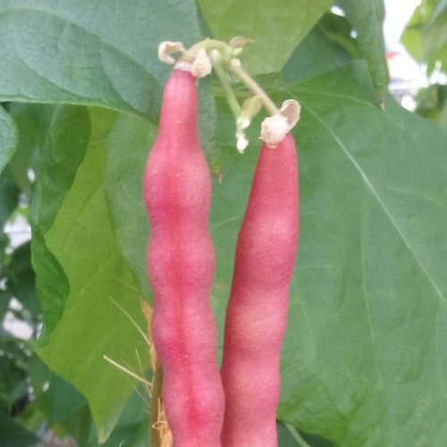 Wing Bean Seeds - Etsy