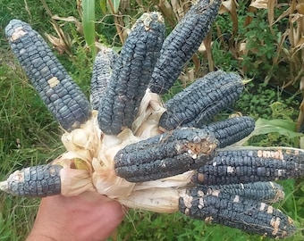 Baby Blue Jade Corn, 20 Rare Seeds, Non GMO, Dwarf Heirloom, Miniature ...