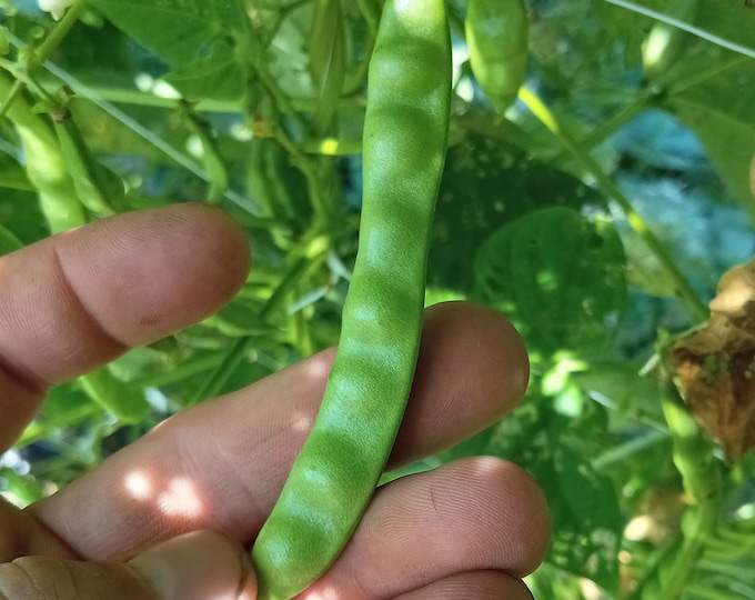 Doyce Chambers Greasy Cut-short Bean (30 Seeds) - Etsy