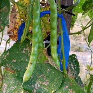 Pine Mountain Greasy Bean Heirloom Seeds - Etsy