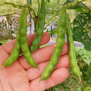 Cut-short Pole Bean Seeds (30 Seeds) - Etsy