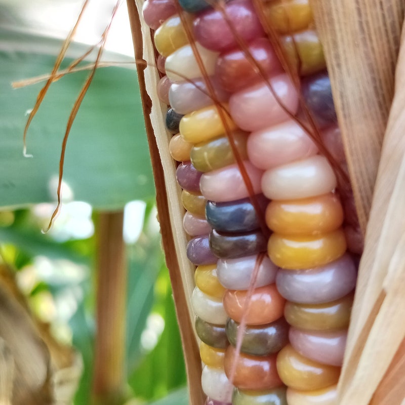 Glass Gem Corn - Etsy