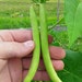 Non-tough Half-runner Bean (30 Seeds) - Etsy