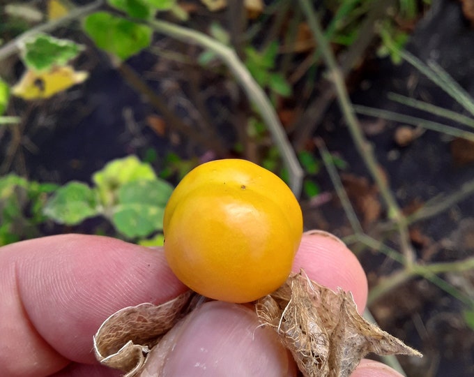 Golden Berries - 25 Seeds - the Super Vitamin Berry - Etsy