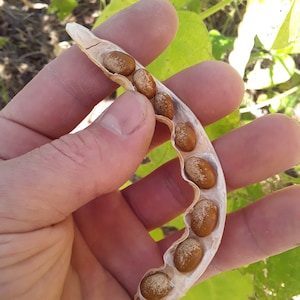 Turkey Craw Heirloom Bean - Etsy