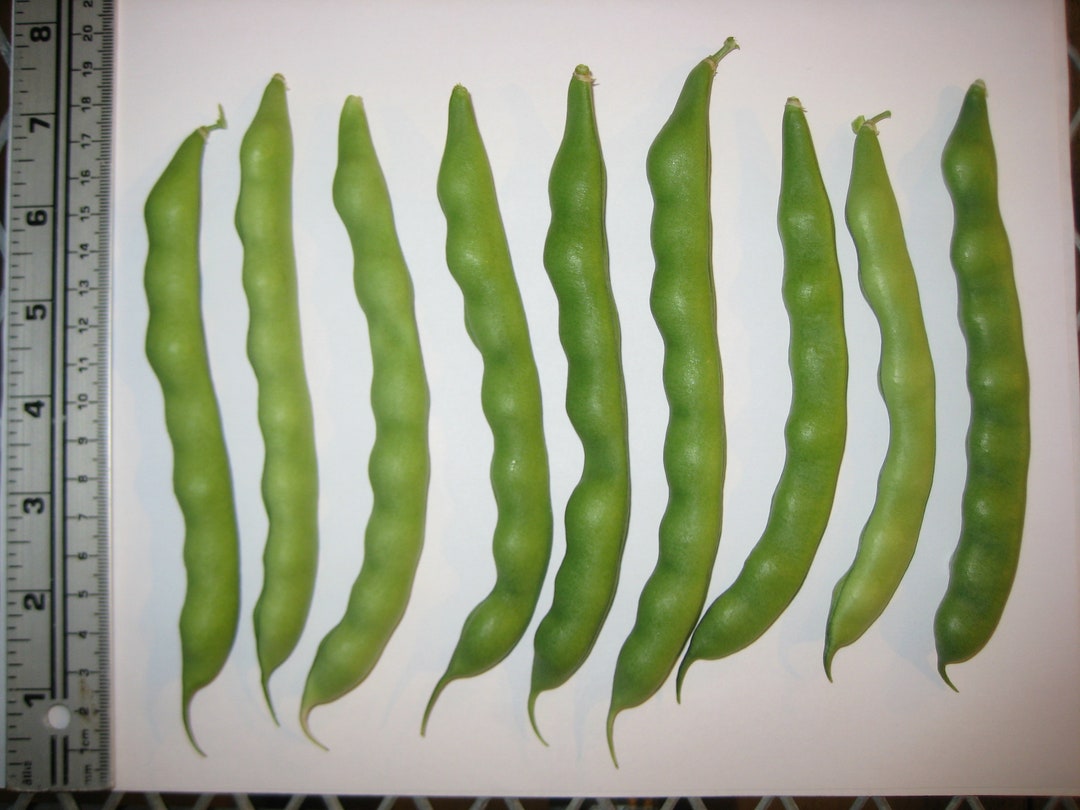 Logan Giant Pole Bean (30 Seeds) - Etsy