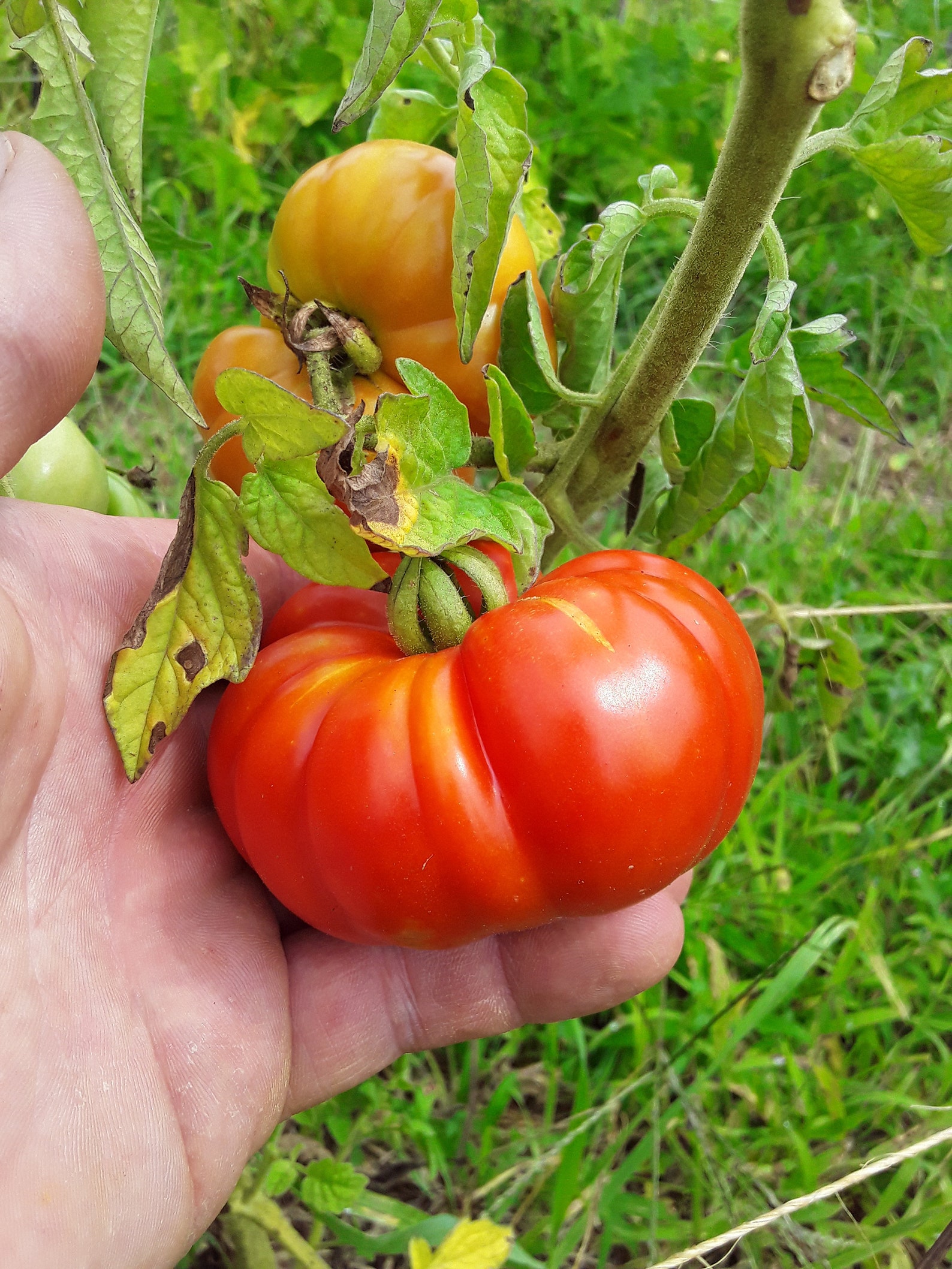 Costoluto Genovese Heirloom Tomato (30 Seeds) - Etsy