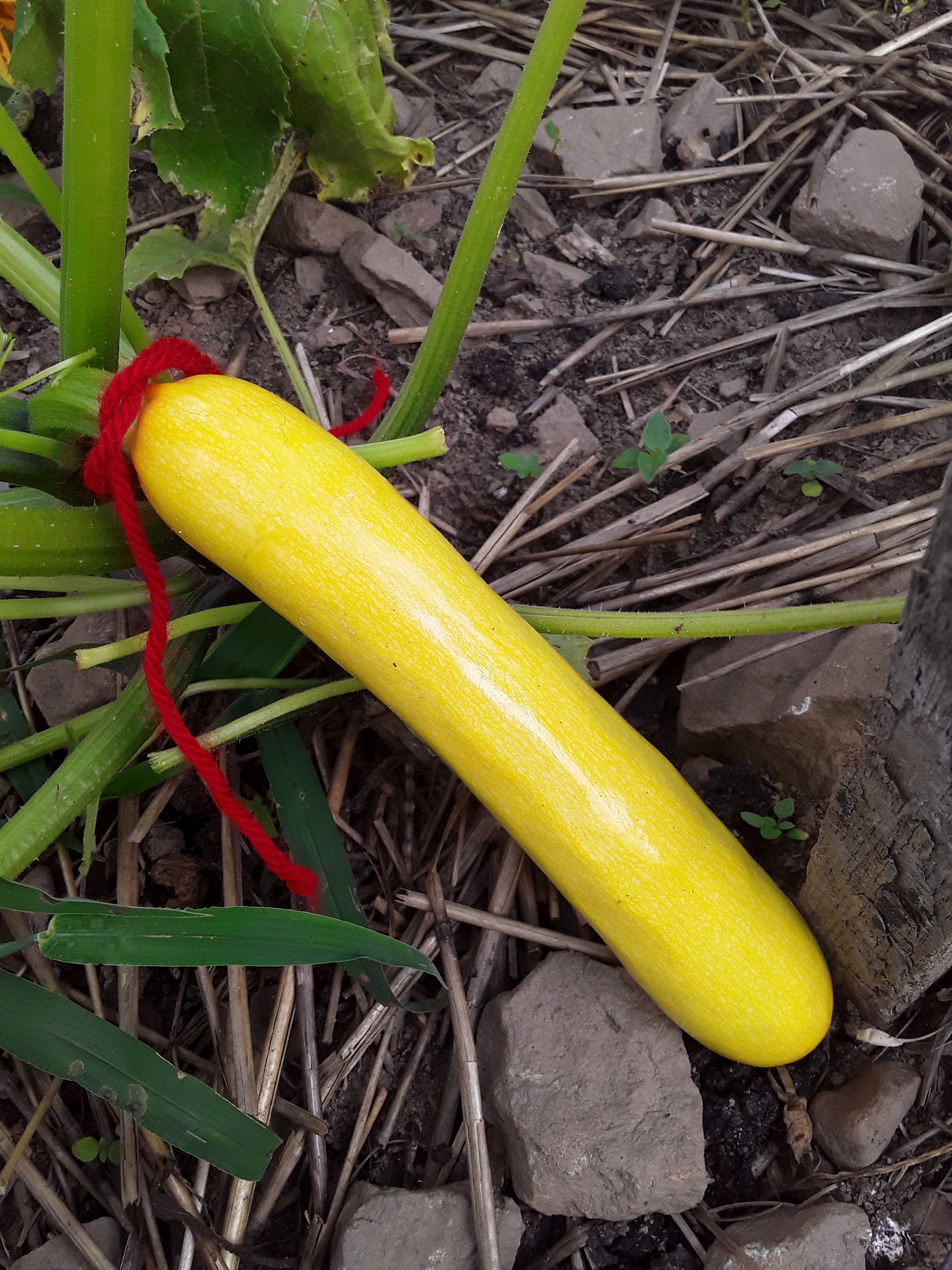 Glabrous Goodness Open-pollinated Zucchini Summer Squash Seeds - Etsy