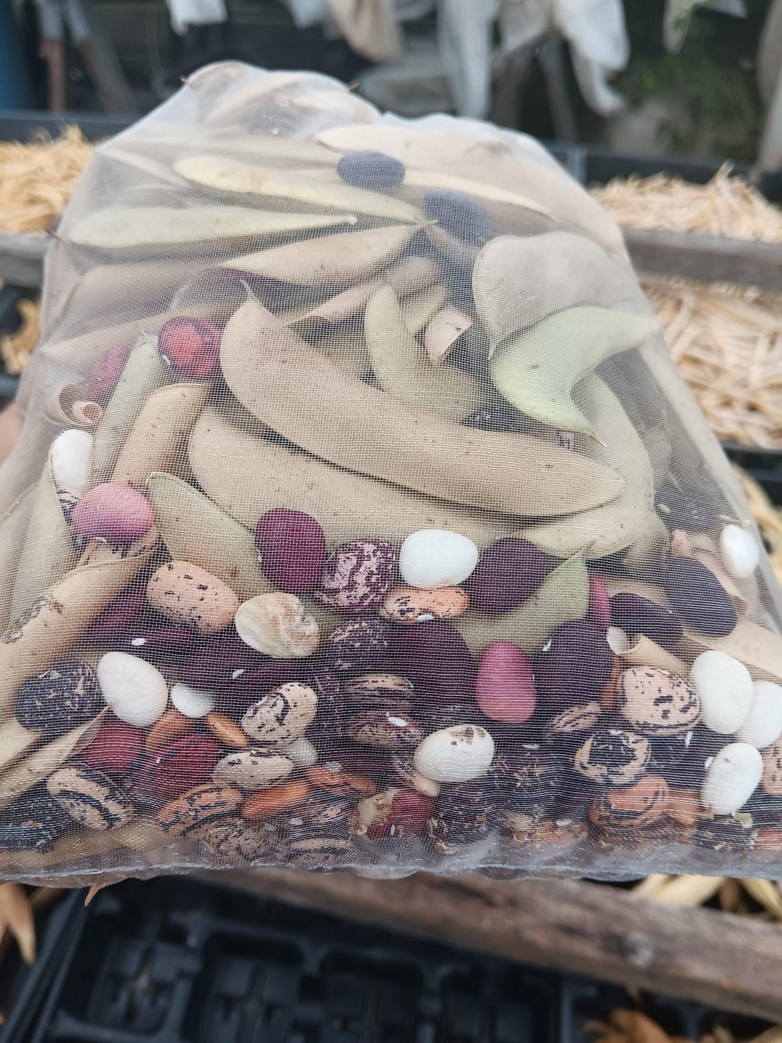 Willowleaf Colored Pole Lima Heirloom Butterbean (30 Seeds) - Etsy