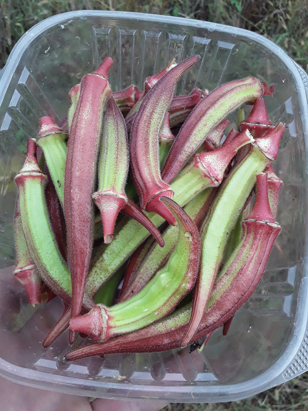 Kinali Bornova Okra Turkish Heirloom (30 Seeds) - Etsy
