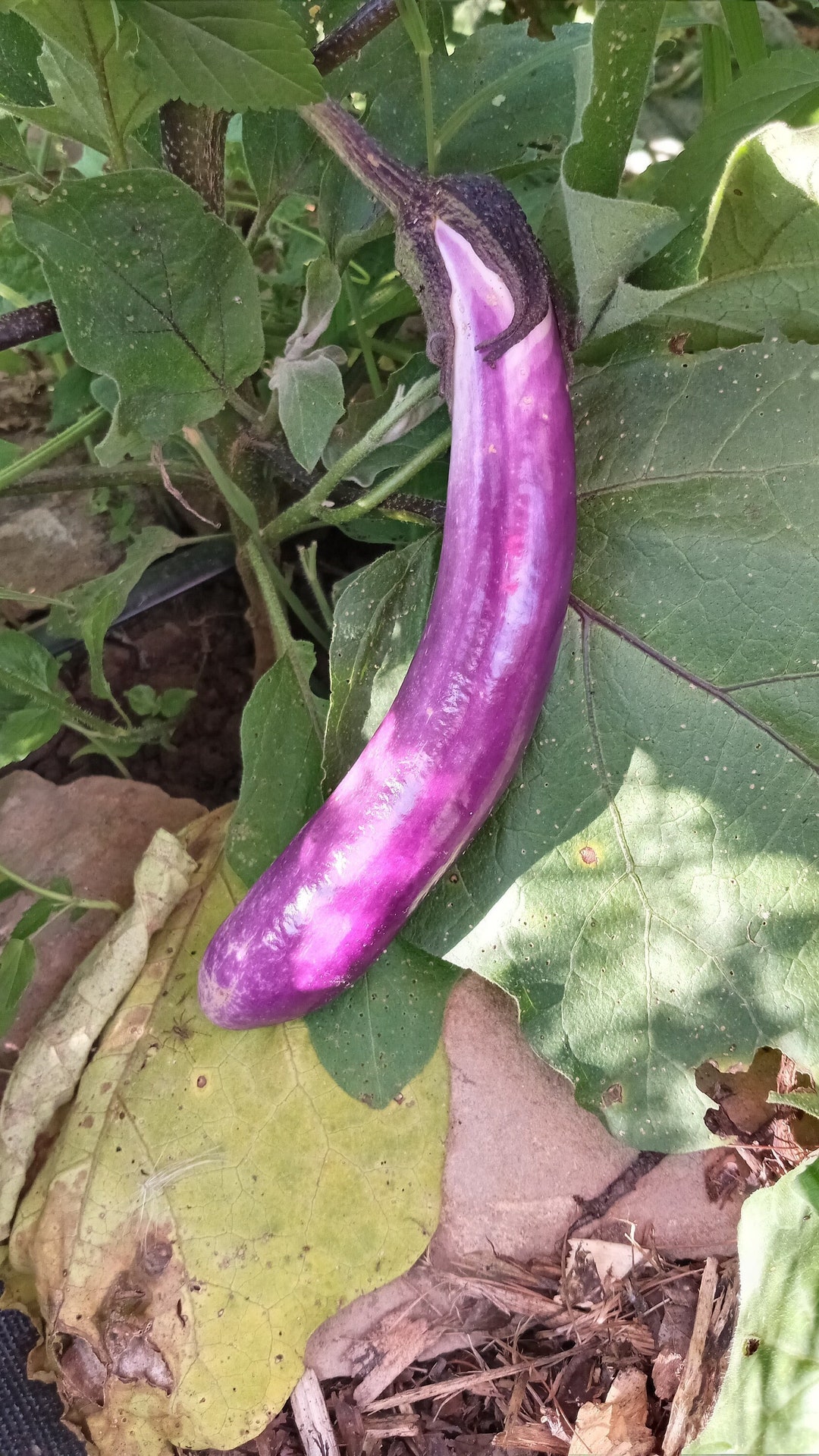 Ping Tung Long Open-pollinated Eggplant 30 Seeds - Etsy