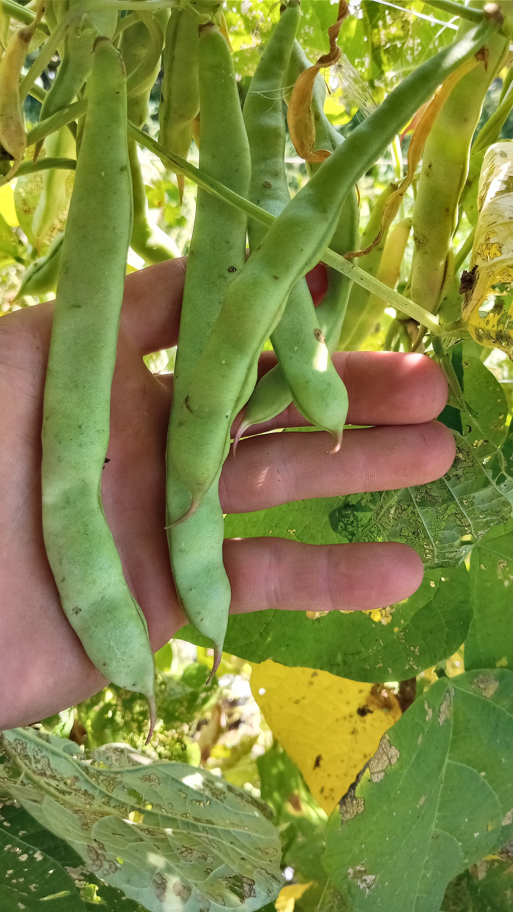 Goose Heirloom Bean (phaseolus Vulgaris) (30 Seeds) - Etsy