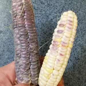 Blue Jade Dwarf Sweet Corn 75 Seeds - Etsy