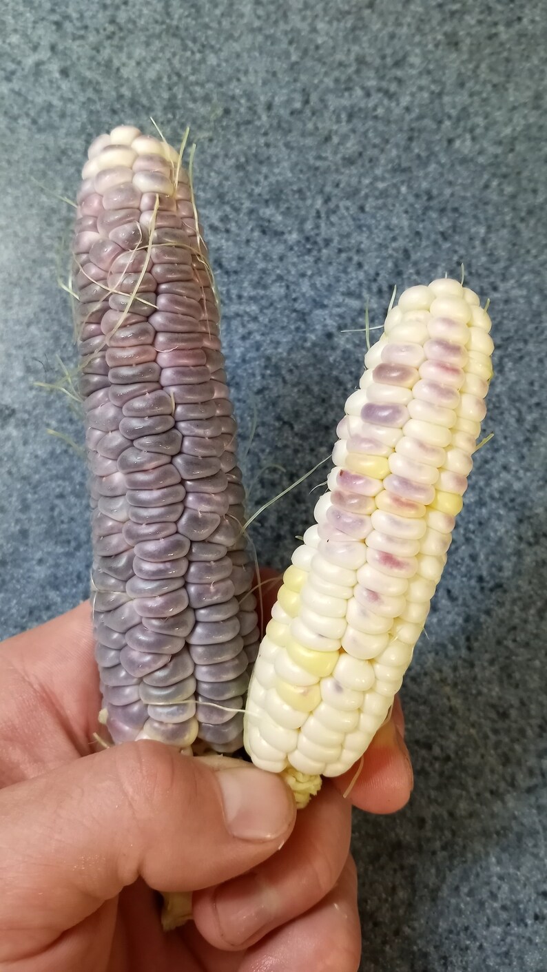 Blue Jade Dwarf Sweet Corn 75 Seeds - Etsy