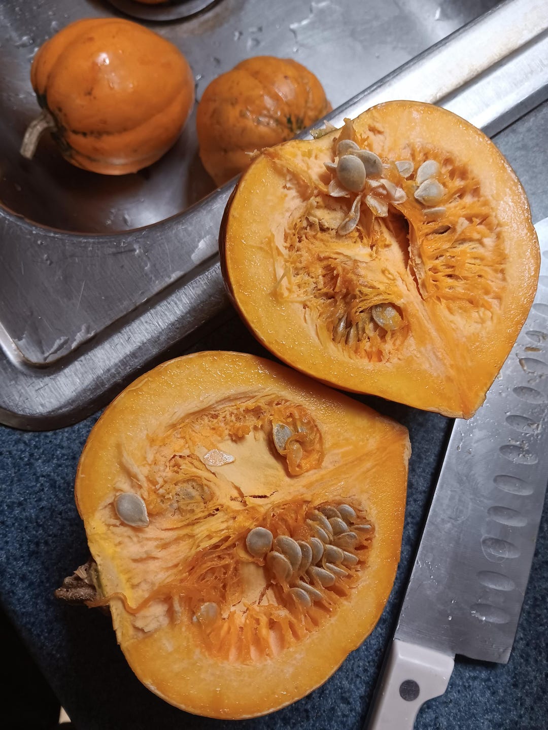 Intersectionality Hulless Acorn Bush Winter Squash Seeds - Etsy