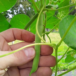 Turkey Craw Heirloom Bean - Etsy