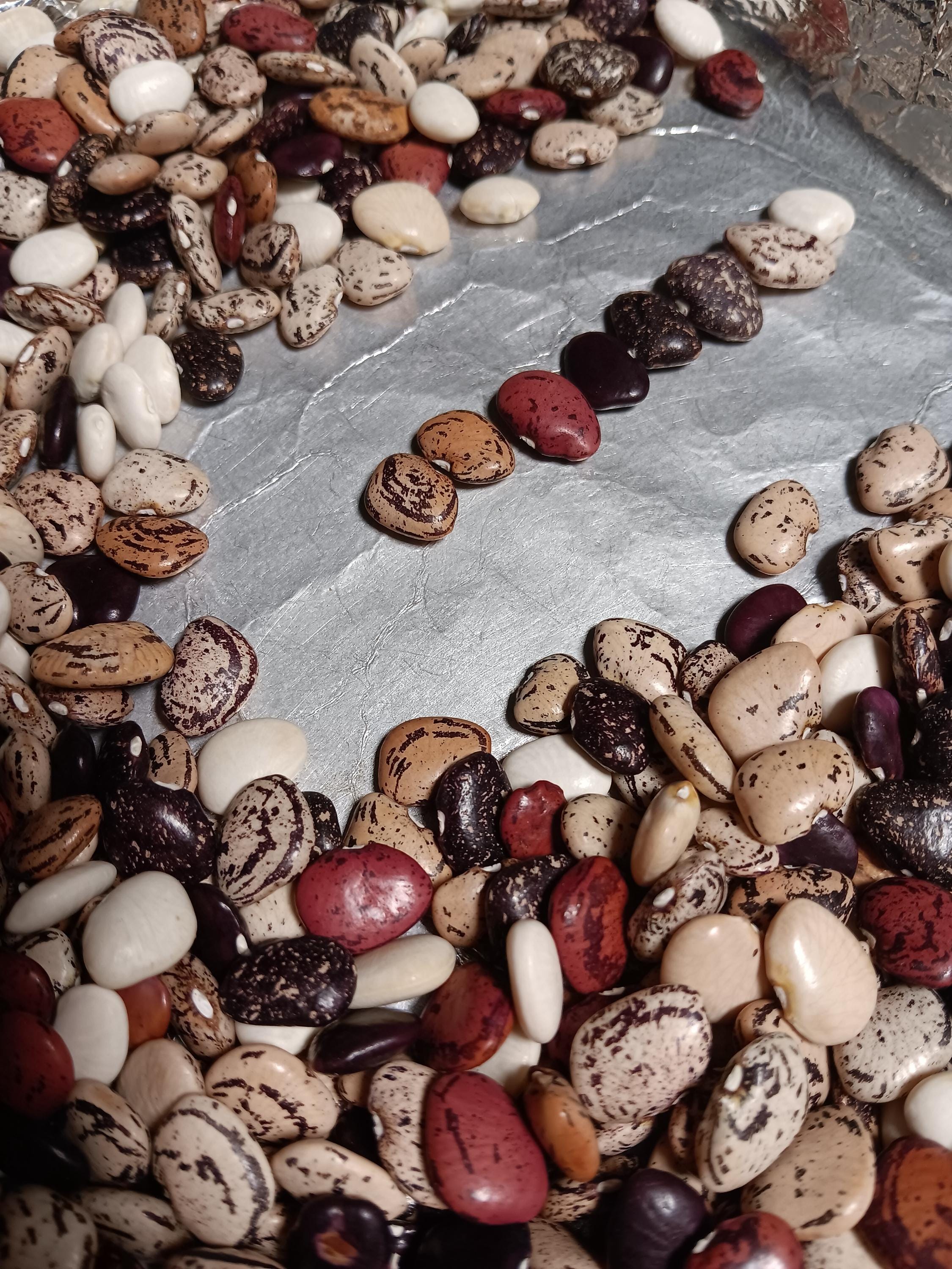 Willowleaf Colored Pole Lima Heirloom Butterbean (30 Seeds) - Etsy