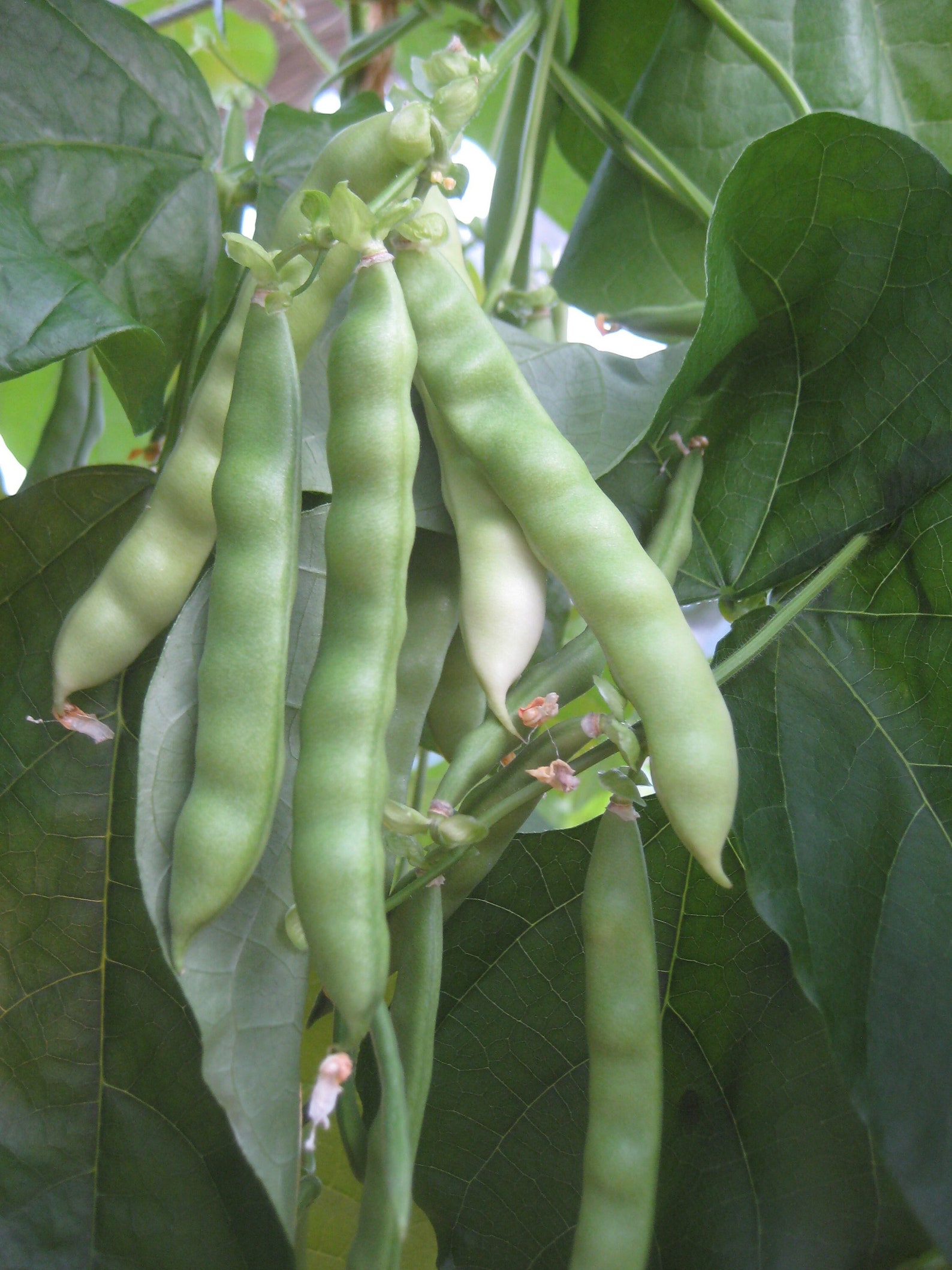 Logan County Greasy Cut-short Heirloom Bean - Etsy