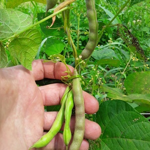 Pink Half-runner Bean (30 Seeds) - Etsy