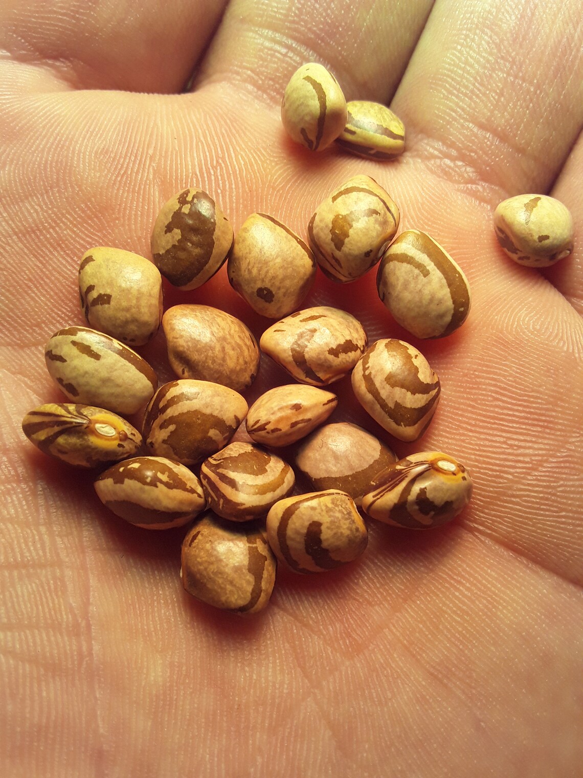 Logan County Greasy Cut-short Heirloom Bean 30 Seeds - Etsy