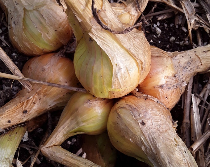 Potato Onion (multiplier Onion) Allium Cepa Variety Sampler Bulbs to ...