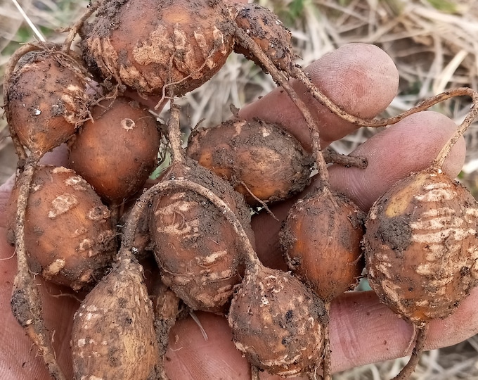 Groundnut (apios Americana) Tubers for Planting 2 Oz (5+ Propagules ...