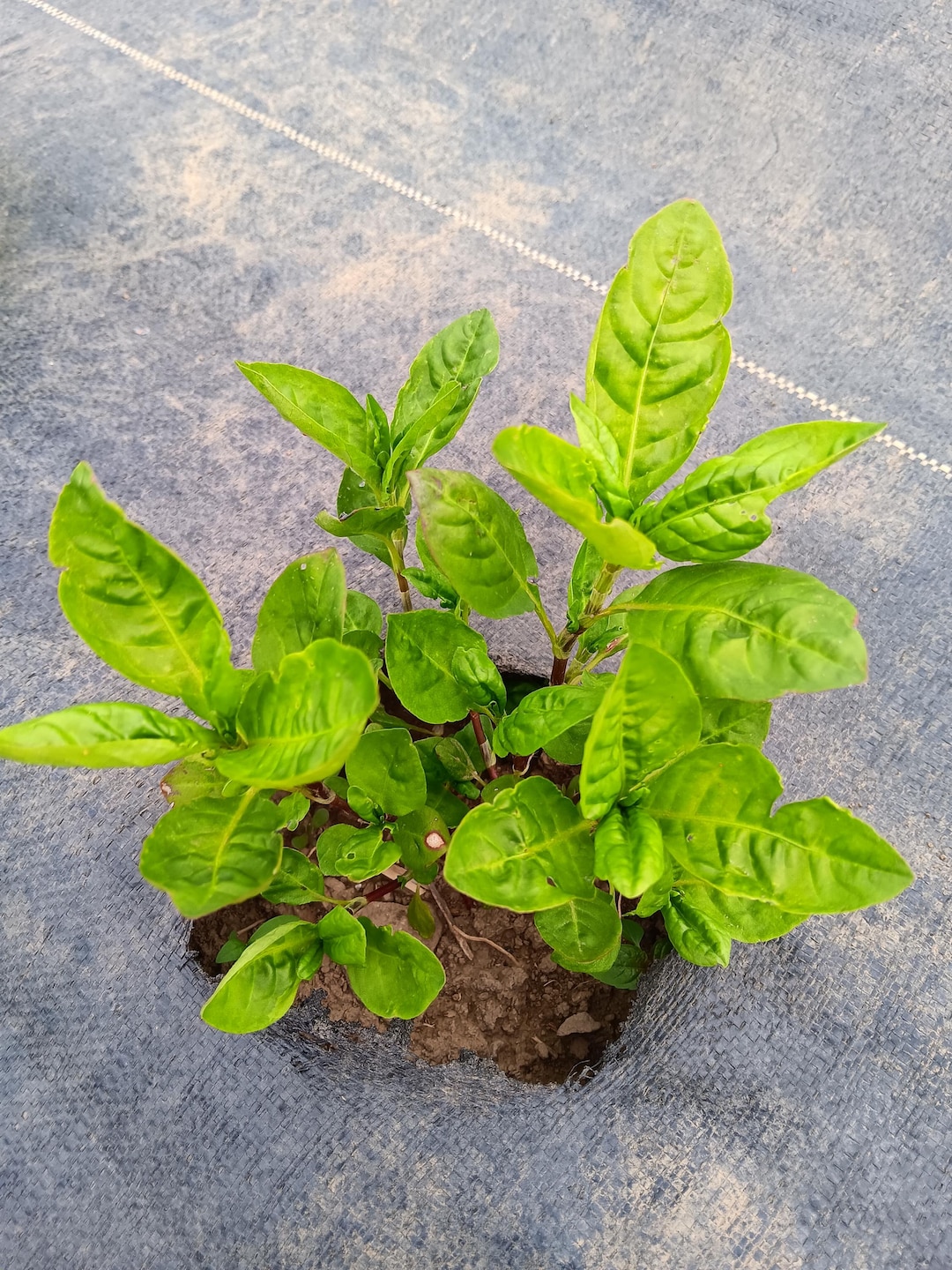 Japanese Indigo (persicaria Tinctoria) Dye Plant Seeds - Etsy