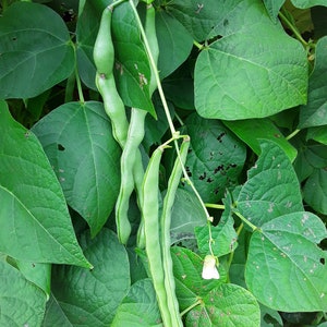 Genuine Cornfield Heirloom Pole Bean Seeds - Etsy