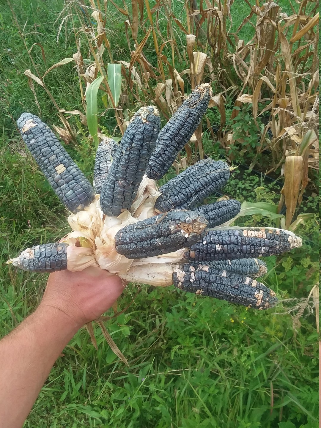 Blue Jade Dwarf Sweet Corn 75 Seeds - Etsy