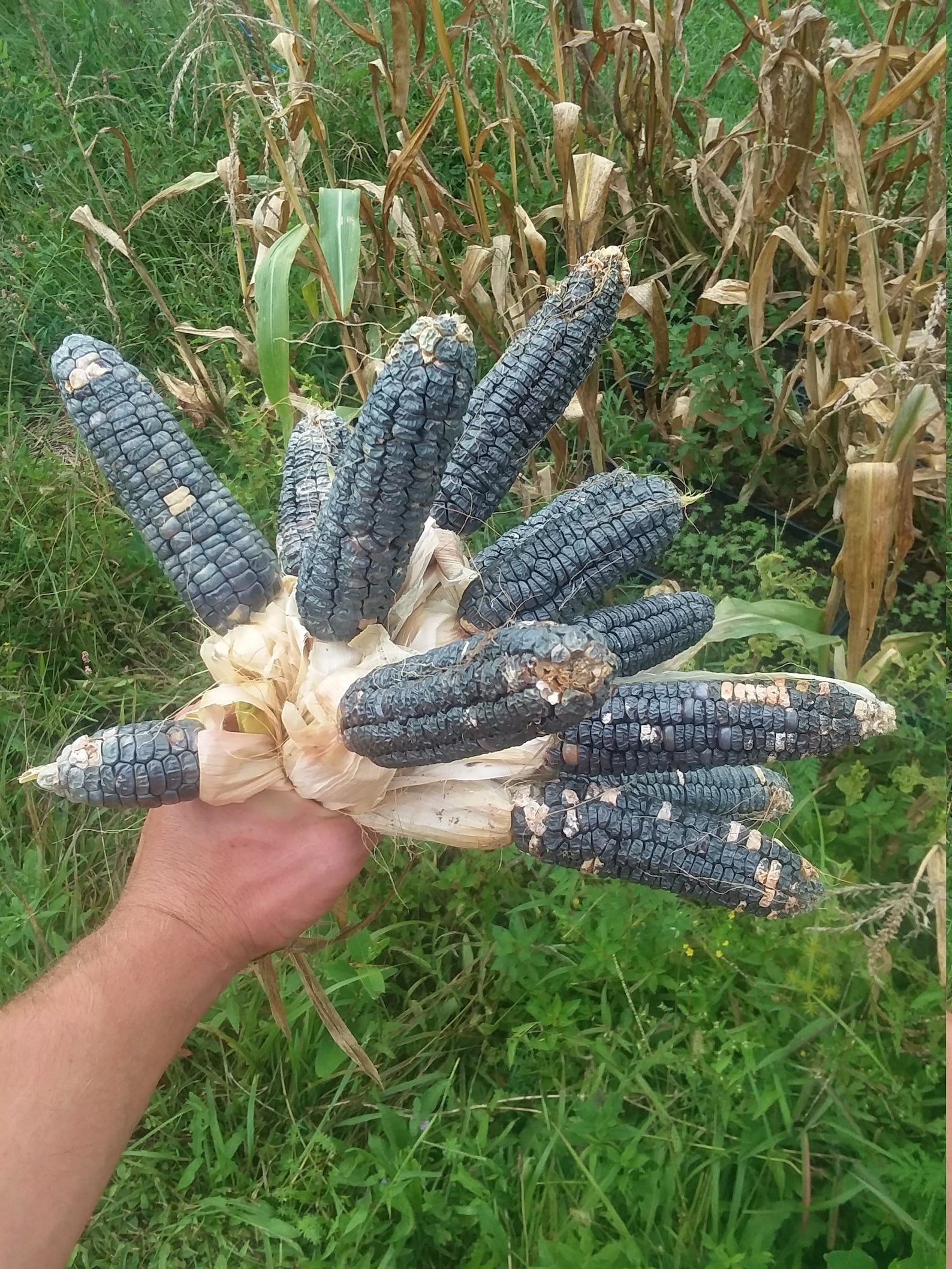 Blue Jade Dwarf Sweet Corn 75 Seeds - Etsy