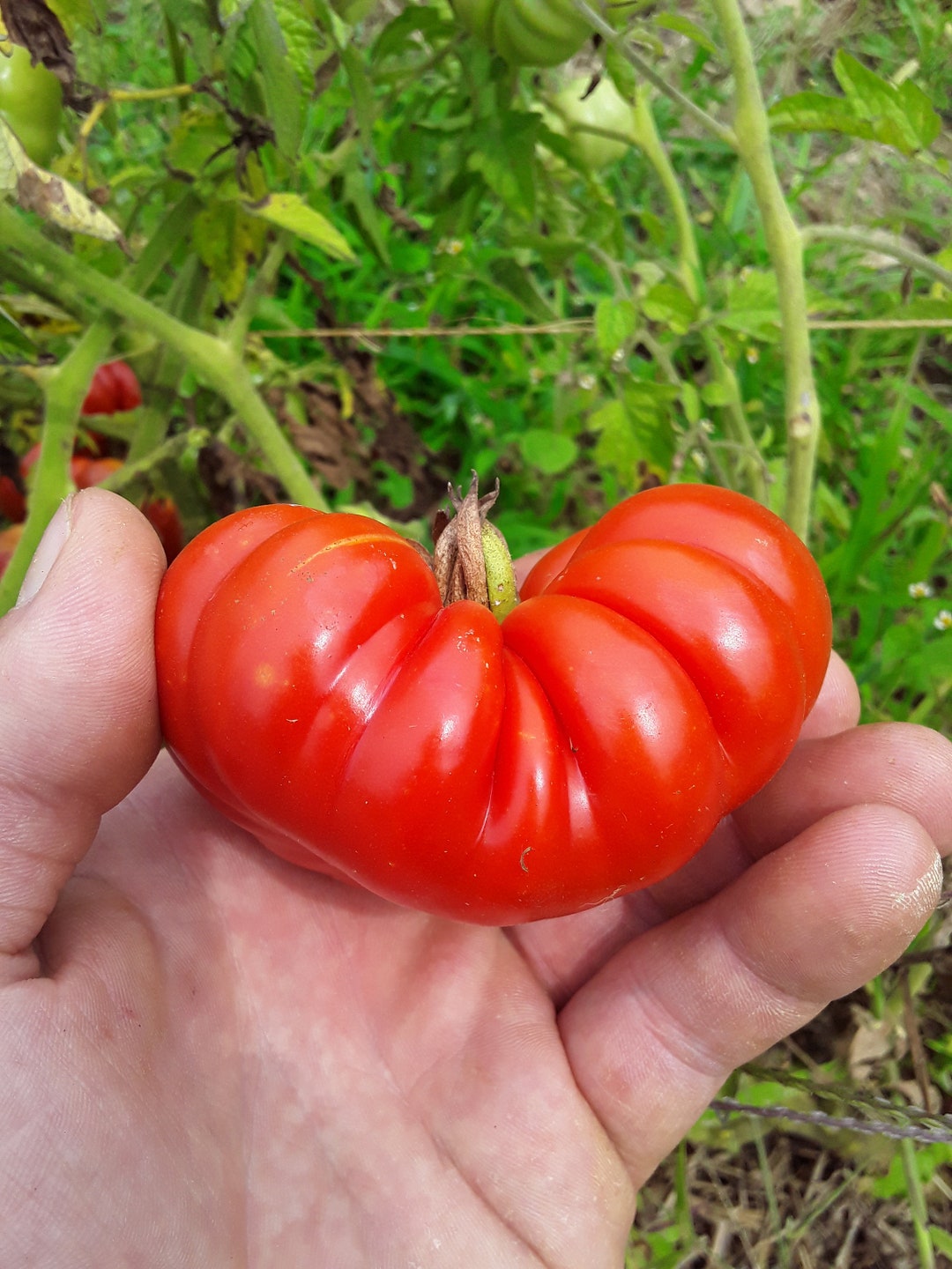 Costoluto Genovese Heirloom Tomato (30 Seeds) - Etsy